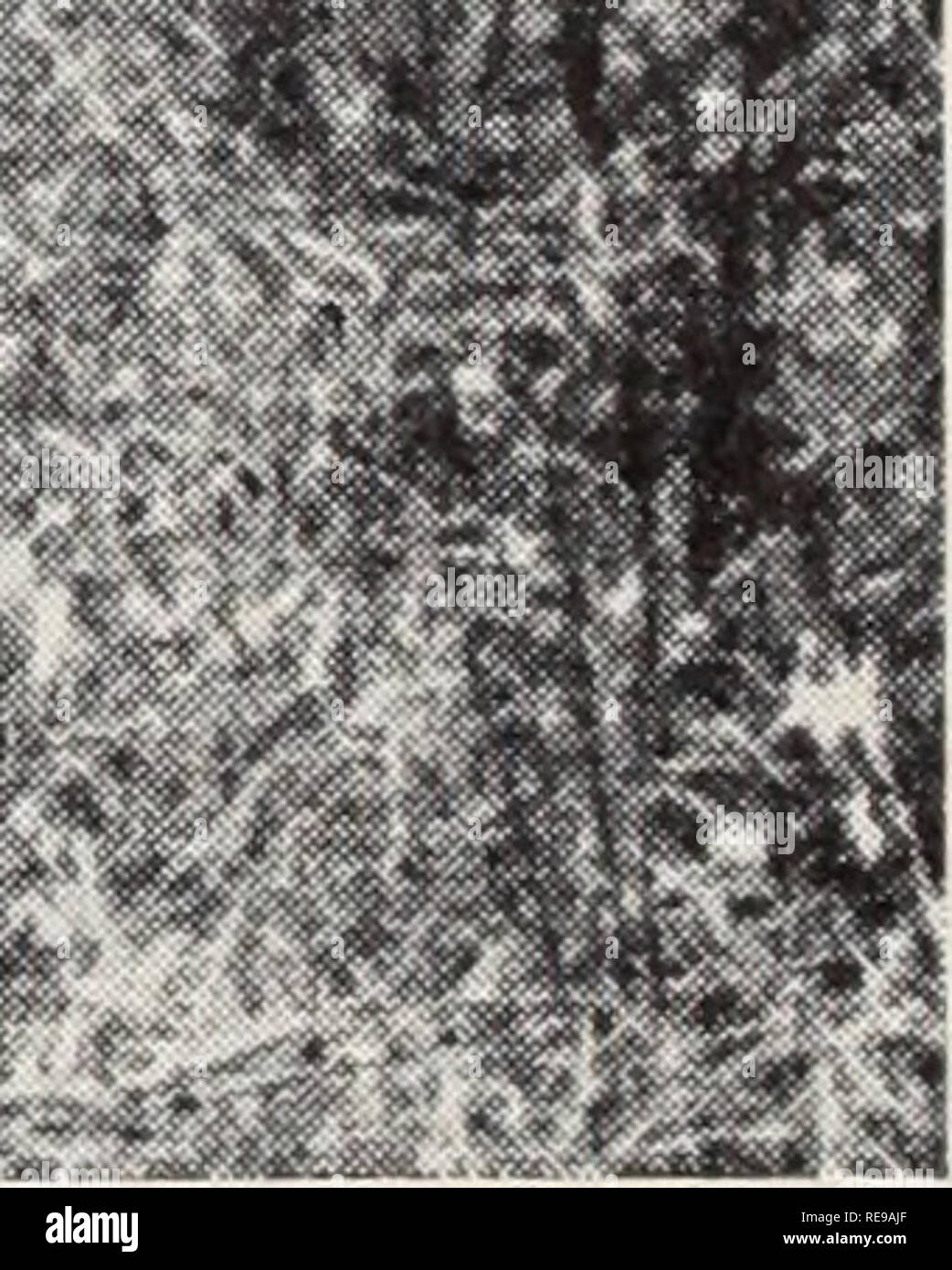 . Control of field rodents in California. Rodents; Mammals; Rodents ...