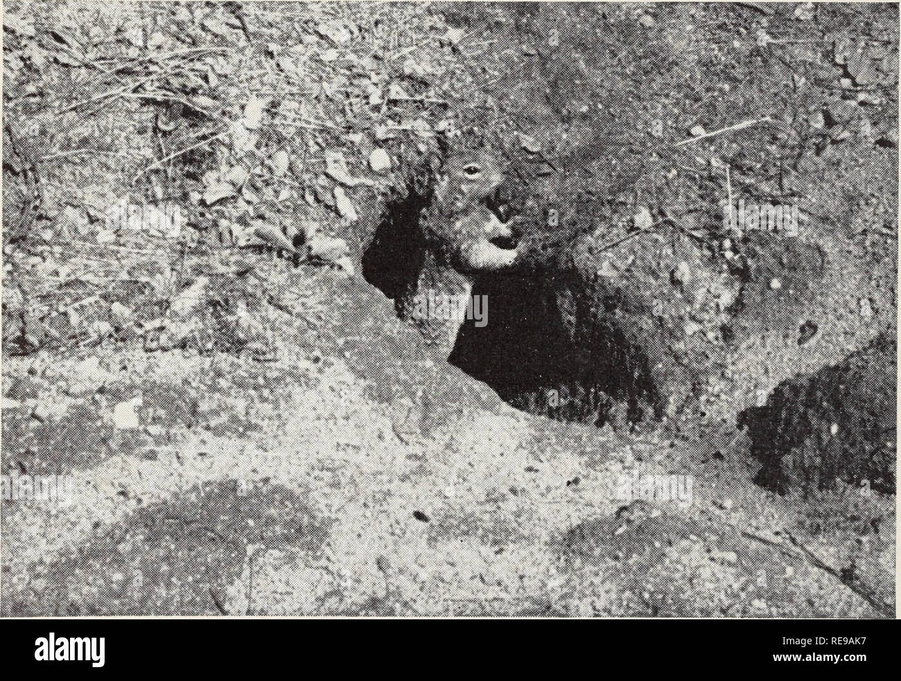 Burrows pit hi-res stock photography and images - Alamy