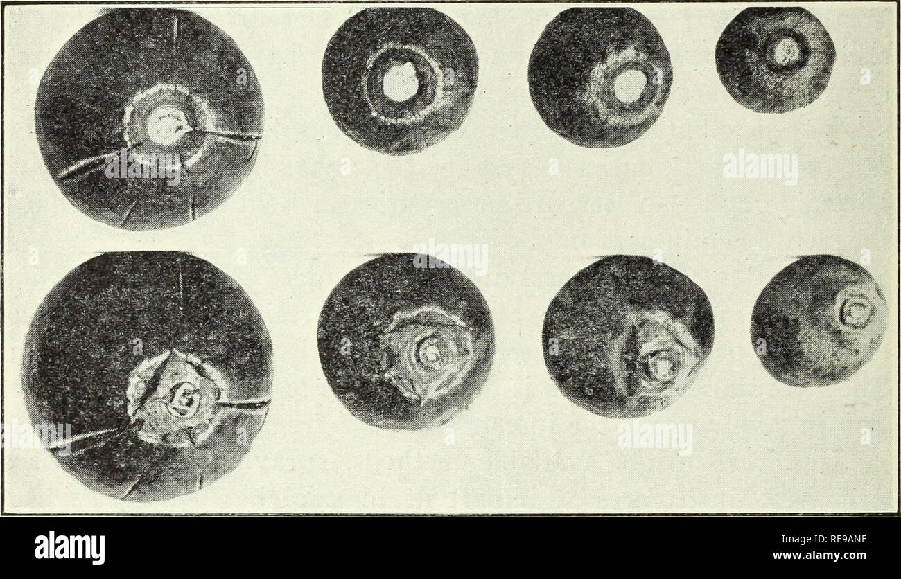 . The control of citrus insects. Citrus; Scale insects. 26 Red spiders ...