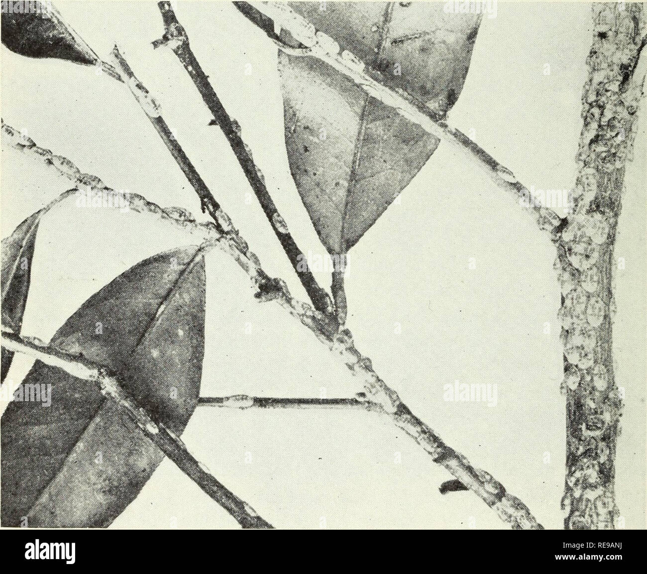 . The control of citrus insects. Citrus; Scale insects. 24 leaves ...