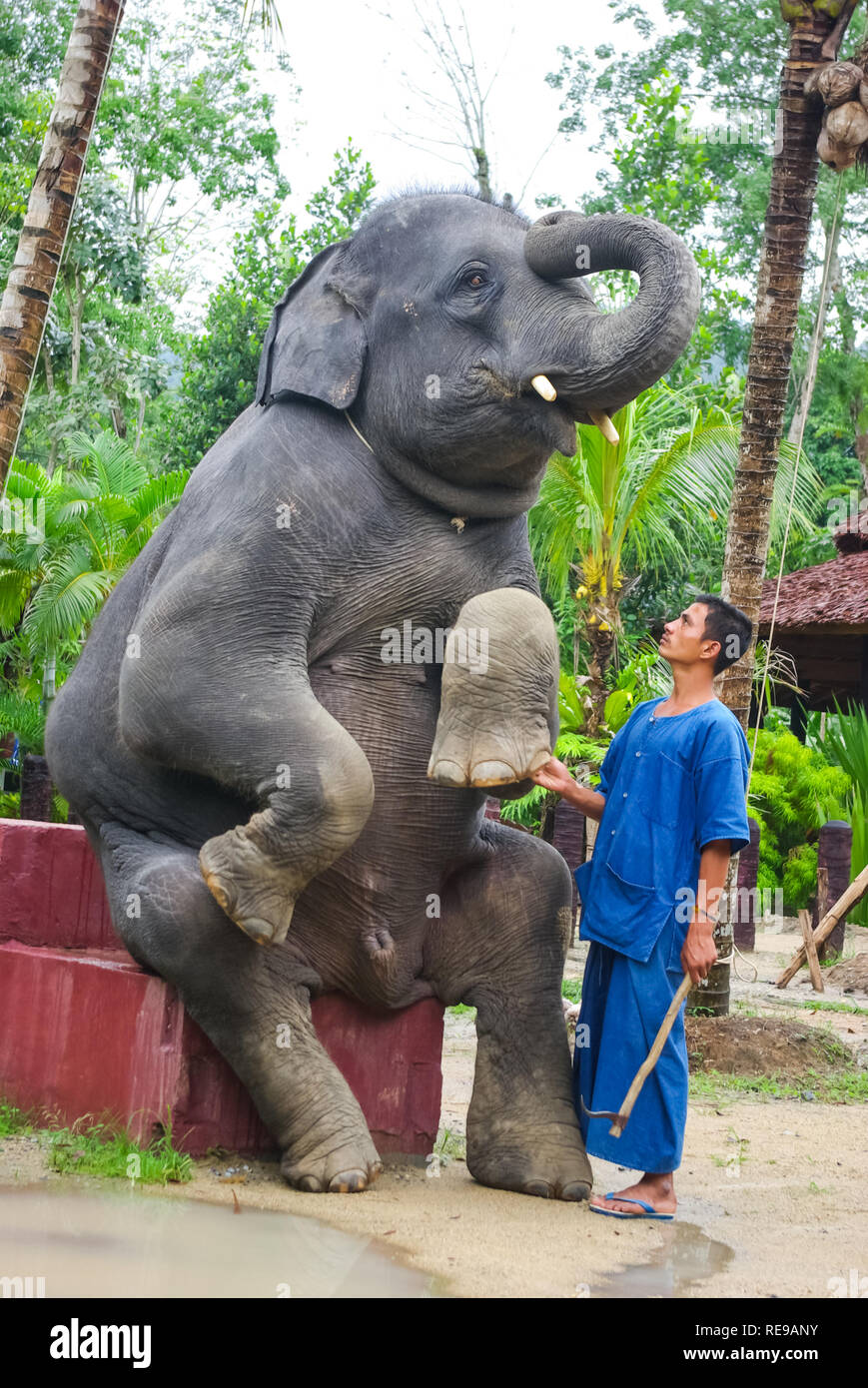 Phuket, Thailand - June 13, 2013: Elephant training. Circus performance ...