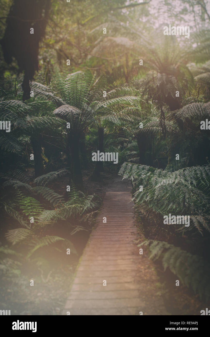 magical forest of giant ferns, australia Stock Photo - Alamy