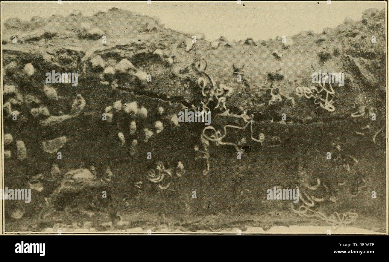 Pinhead size hi-res stock photography and images - Alamy