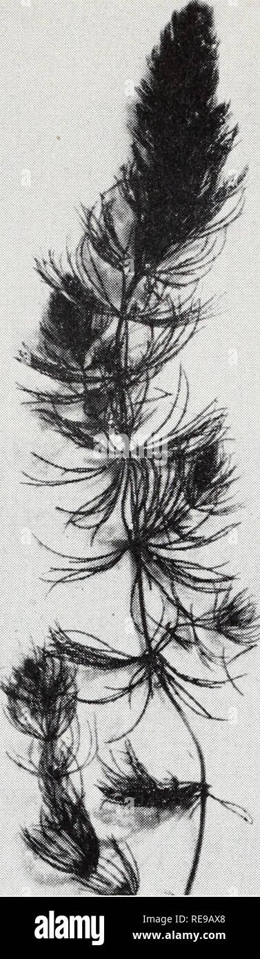 Coontail hi-res stock photography and images - Alamy