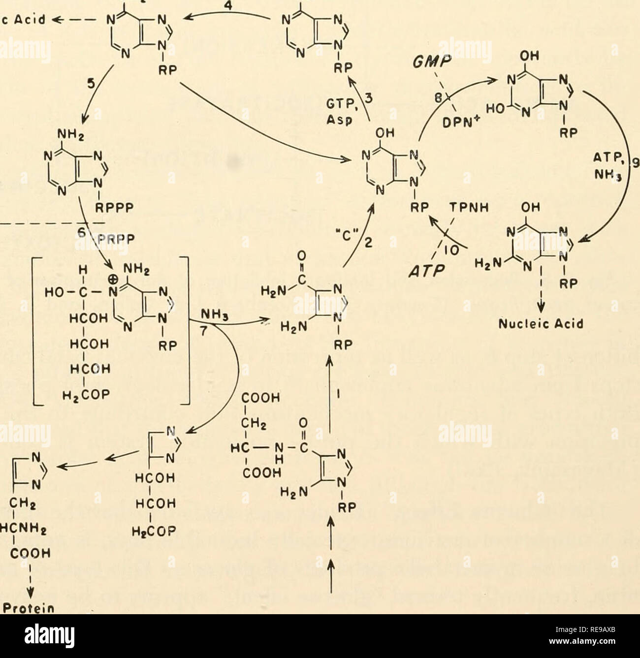 . Control mechanisms in cellular processes. Cytology; Biochemistry. 56 ...