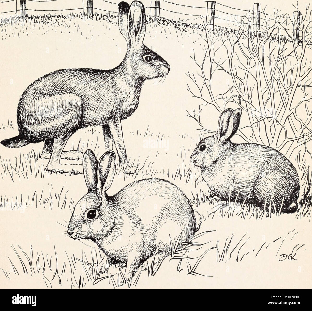 Cottontail rabbits genus sylvilagus hi-res stock photography and images ...