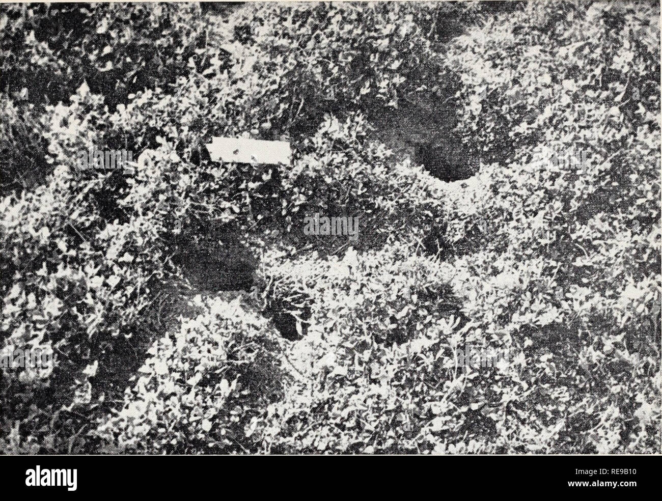 Covercrops hi-res stock photography and images - Alamy