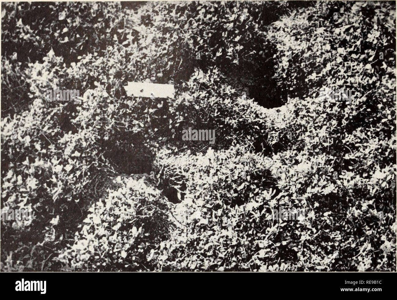 . Controlling field rodents in California. Mammals; Rodents. Fig. 20 ...