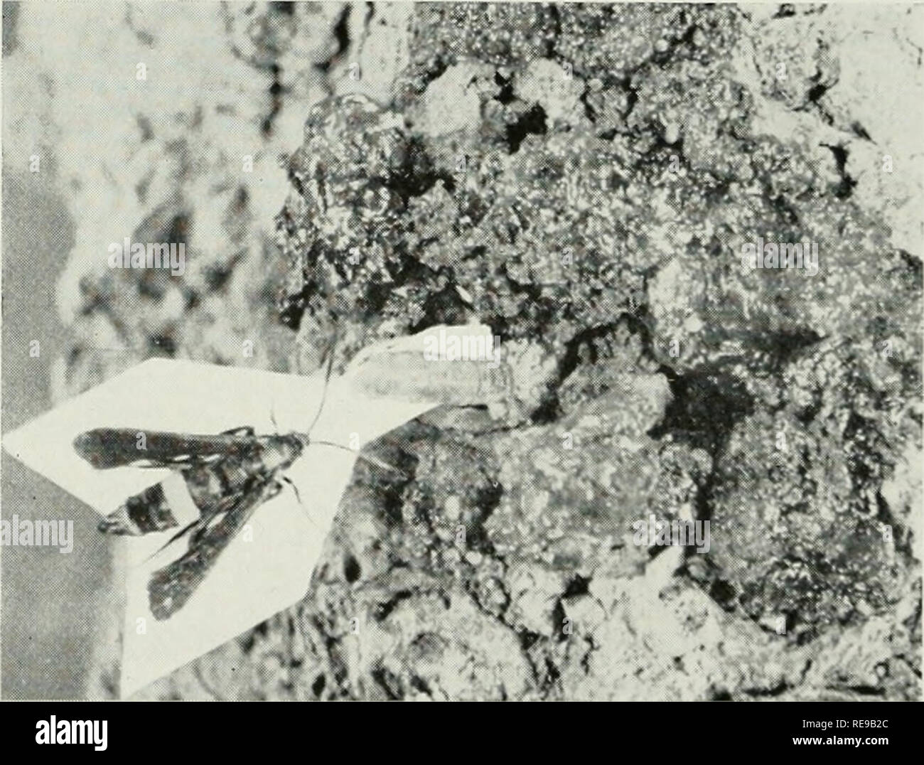 . Controlling peach insects in Illinois [by] S. C. Chandler [and] W. P ...