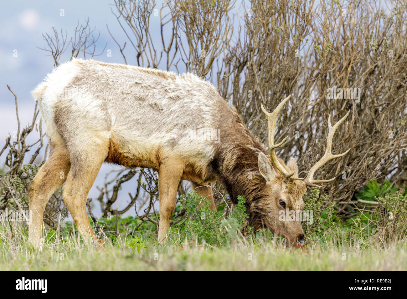 Portrait adult bull bull grazing hi-res stock photography and images ...