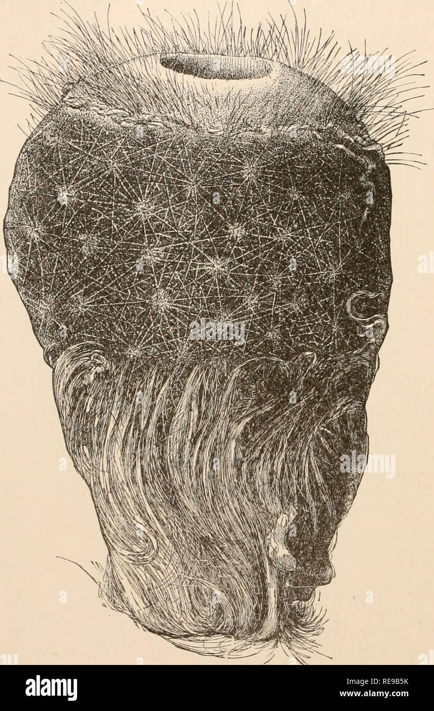 . A contribution to American thalassography : Three cruises of the ...