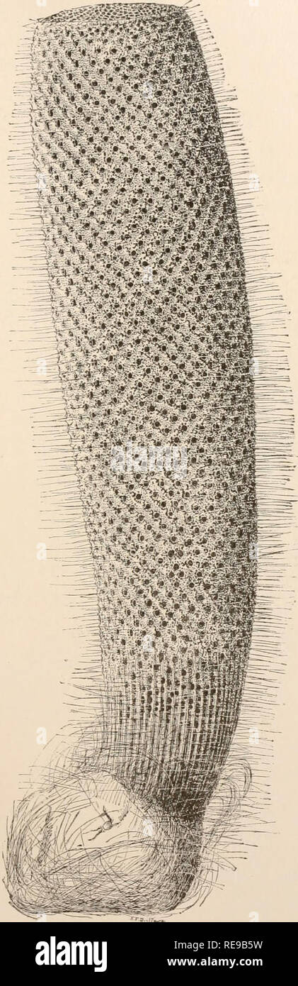 Euplectella hi-res stock photography and images - Alamy