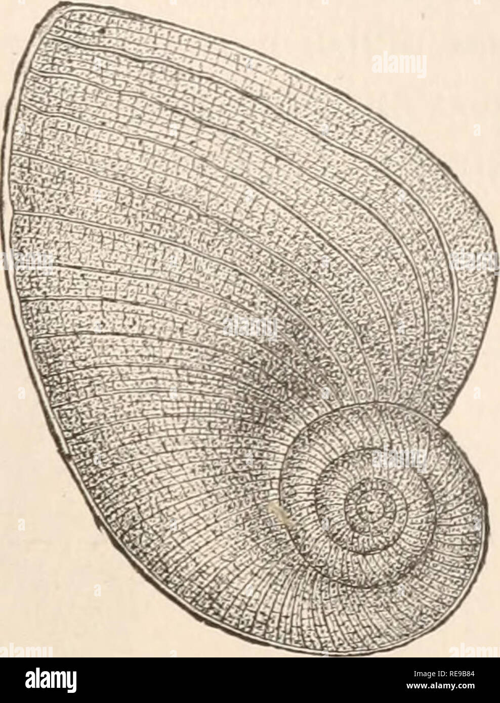 Orbitolites genus hi-res stock photography and images - Alamy
