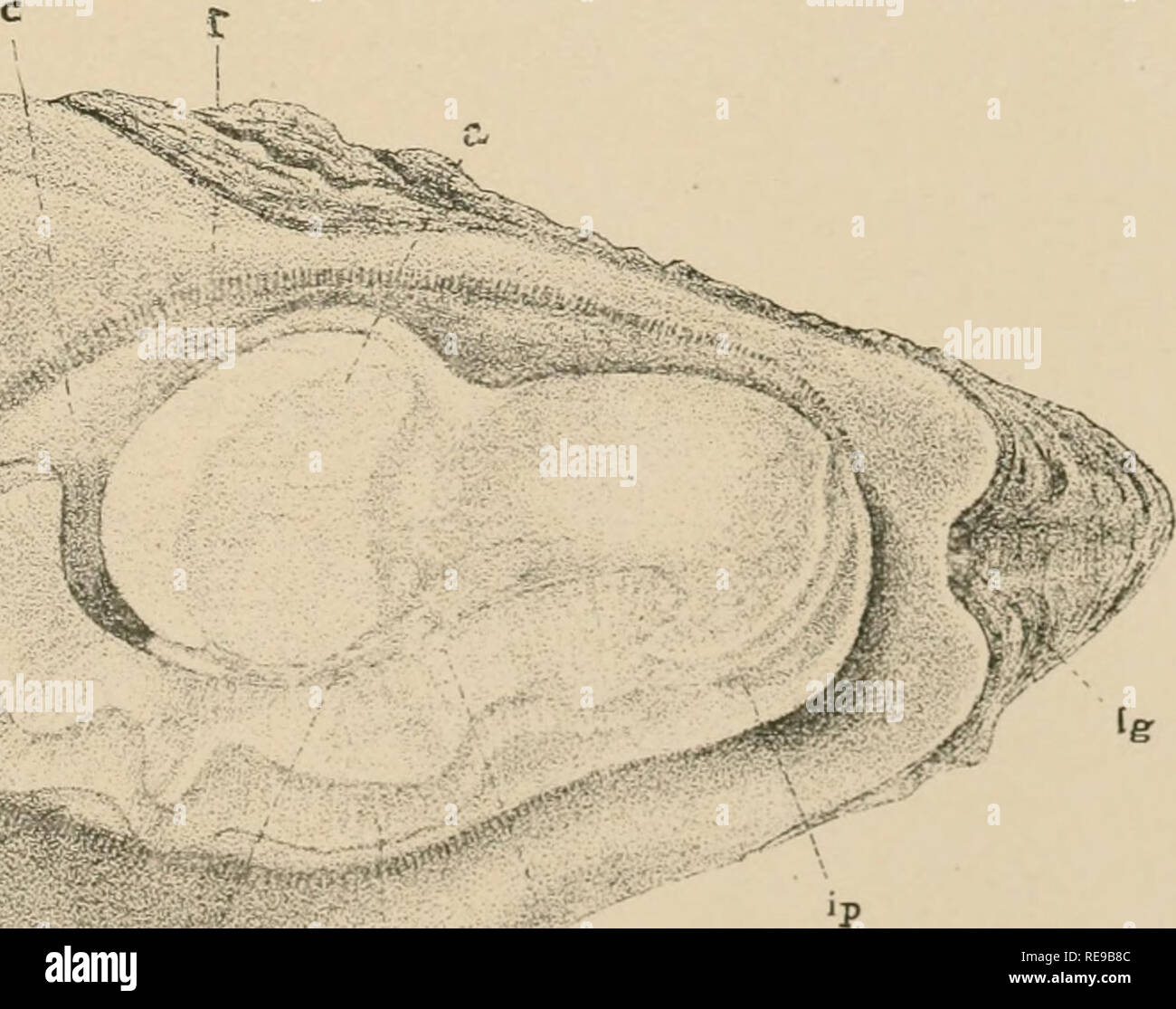 Bivalvia morphology hi-res stock photography and images - Alamy