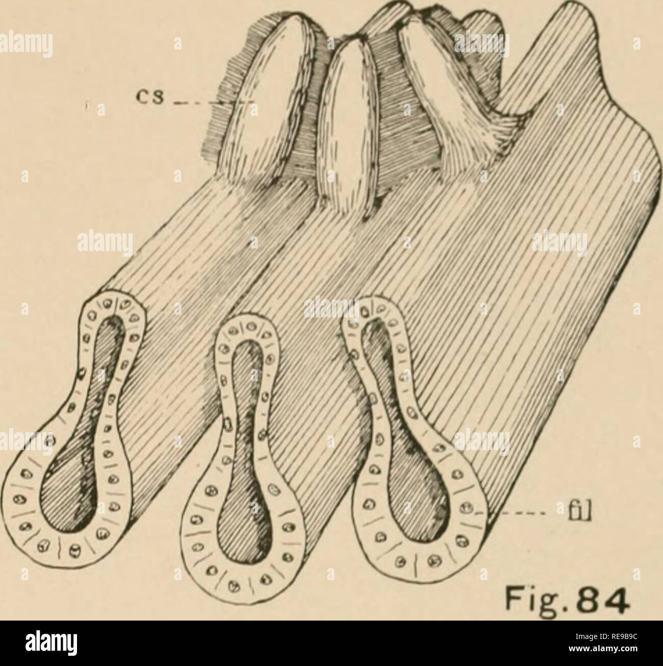Bivalvia morphology hi-res stock photography and images - Alamy
