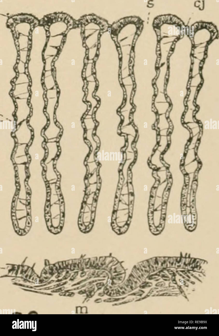 Bivalvia morphology hi-res stock photography and images - Alamy