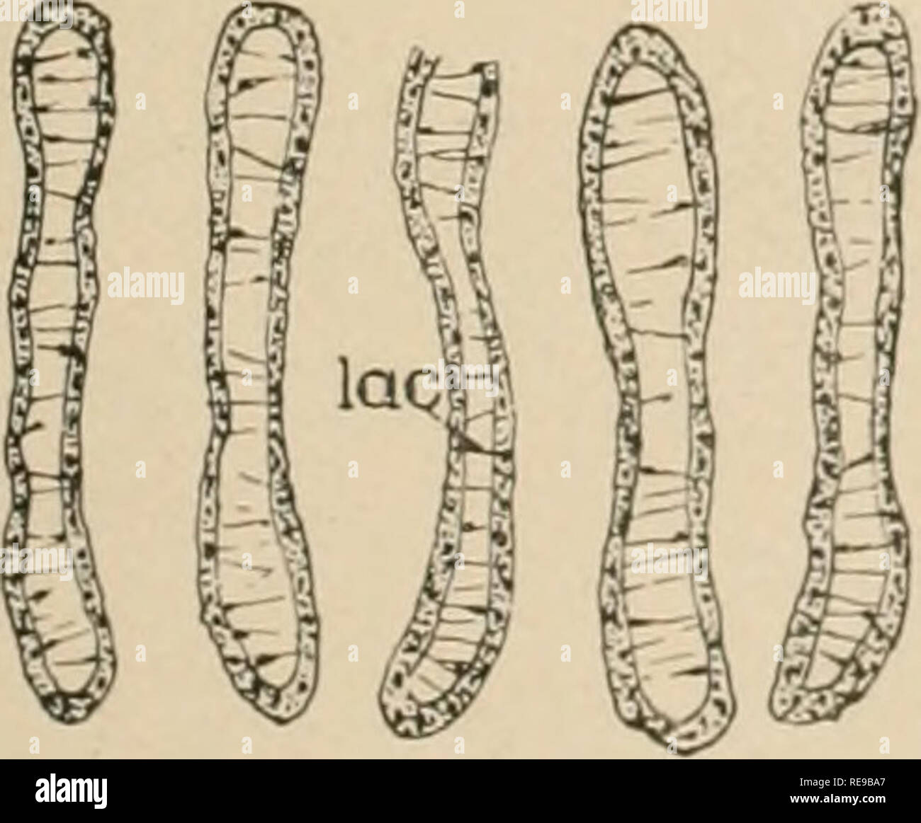 Bivalvia morphology hi-res stock photography and images - Alamy