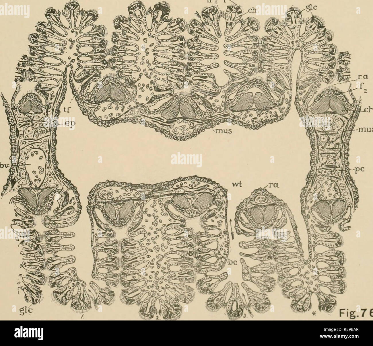 Bivalvia morphology hi-res stock photography and images - Alamy