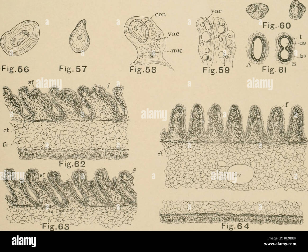Bivalvia morphology hi-res stock photography and images - Alamy