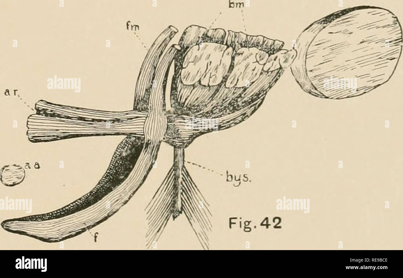 Bivalvia morphology hi-res stock photography and images - Alamy