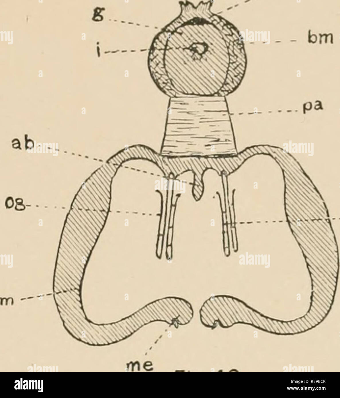 Bivalvia morphology hi-res stock photography and images - Alamy