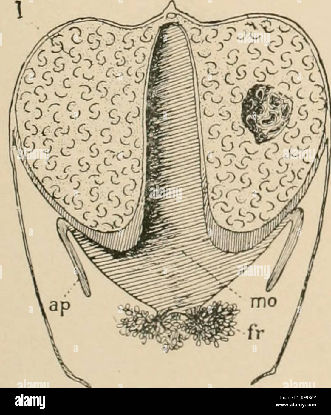 Bivalvia morphology hi-res stock photography and images - Alamy