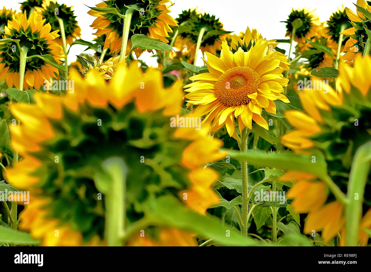 Single sunflower in country garden hi-res stock photography and images ...