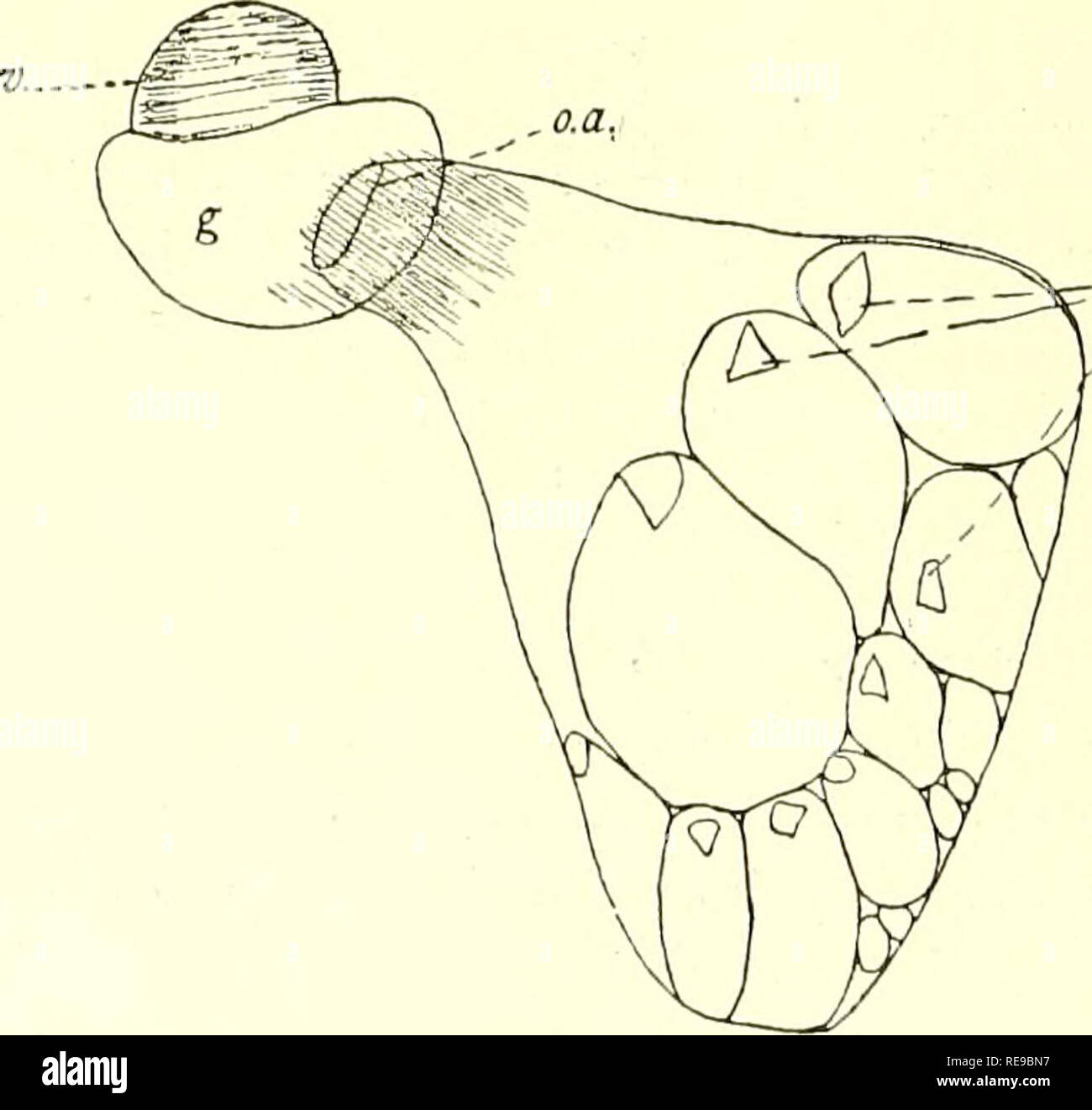 . Contribution to the natural history of the pearly nautilus ...