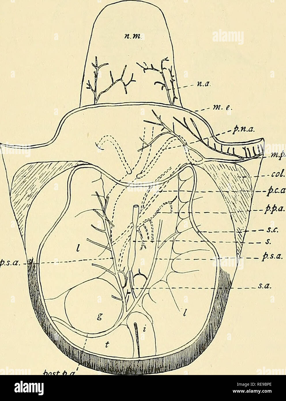 . Contribution to the natural history of the pearly nautilus ...