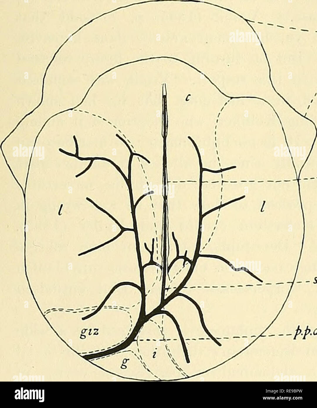 . Contribution to the natural history of the pearly nautilus ...