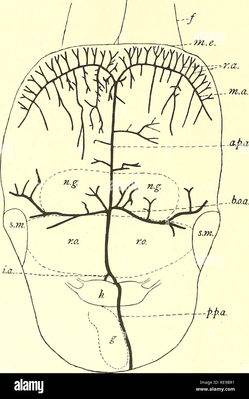 . Contribution to the natural history of the pearly nautilus ...