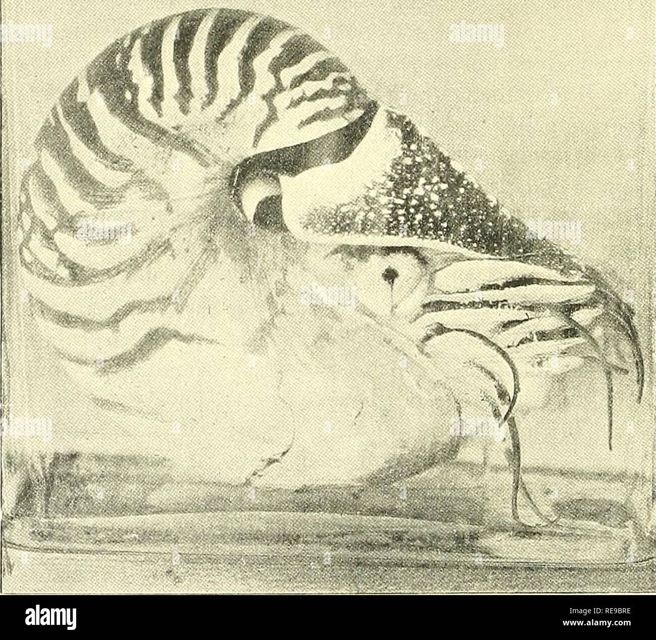 . Contribution to the natural history of the pearly nautilus ...