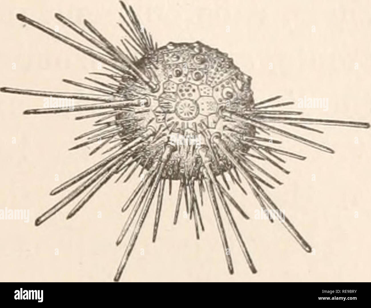 Pedicellariae modified spines hi-res stock photography and images - Alamy