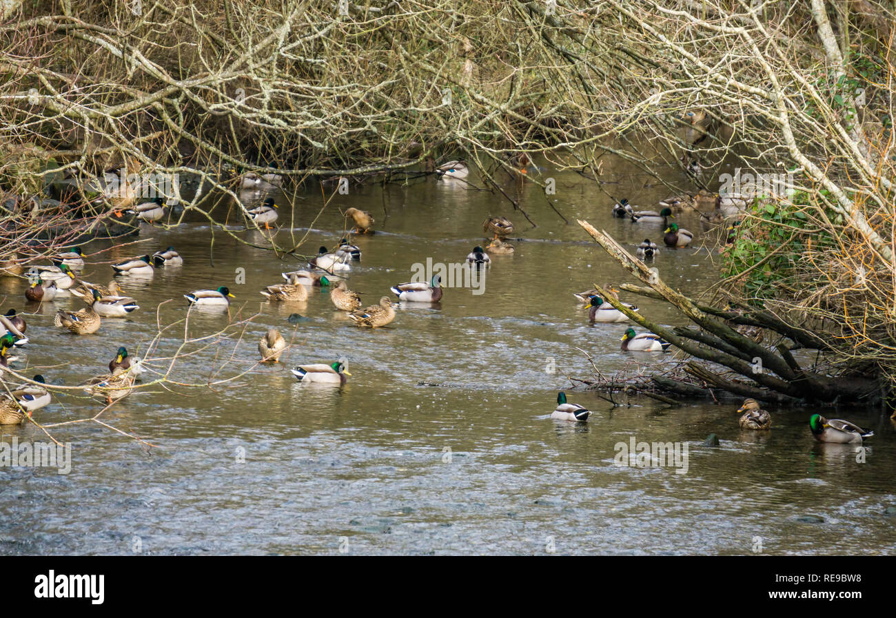 Northwest Ducks High Resolution Stock Photography and Images - Alamy