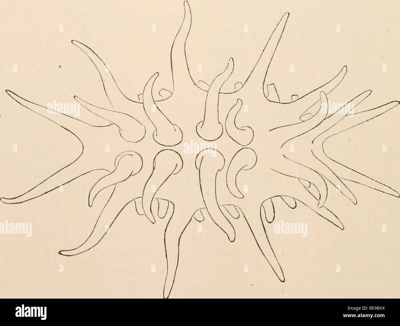 Psychropotes longicauda hi-res stock photography and images - Alamy