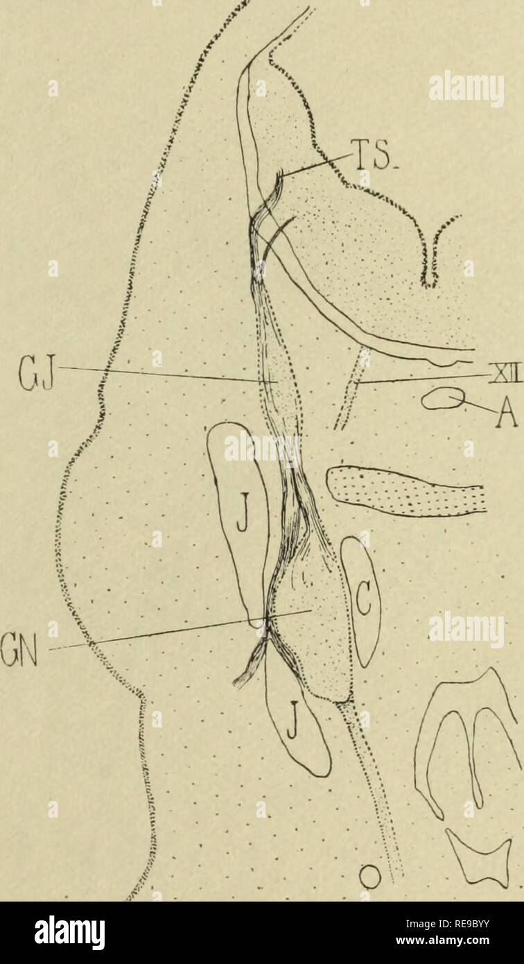 Ganglion jugular hi-res stock photography and images - Alamy