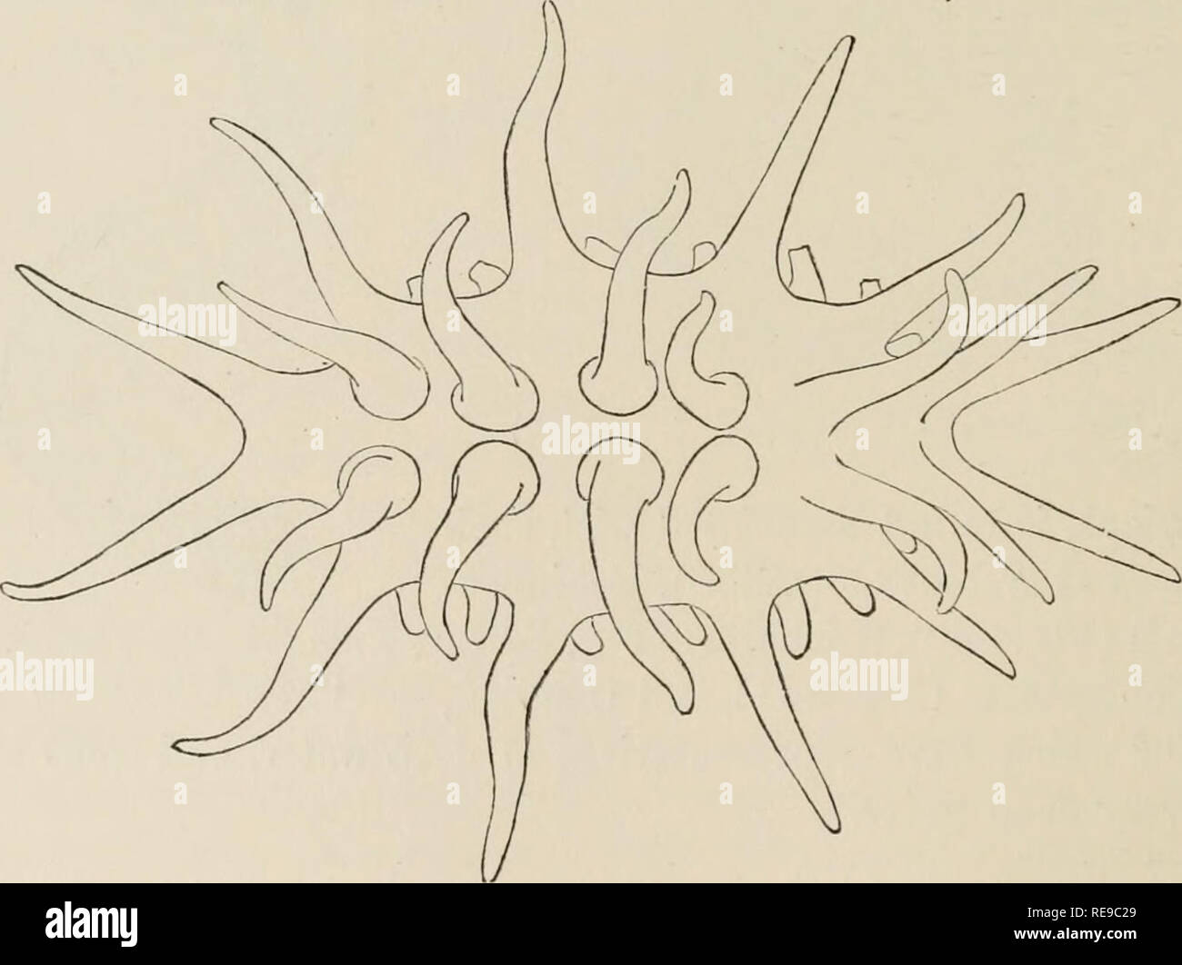 Psychropotes longicauda hi-res stock photography and images - Alamy