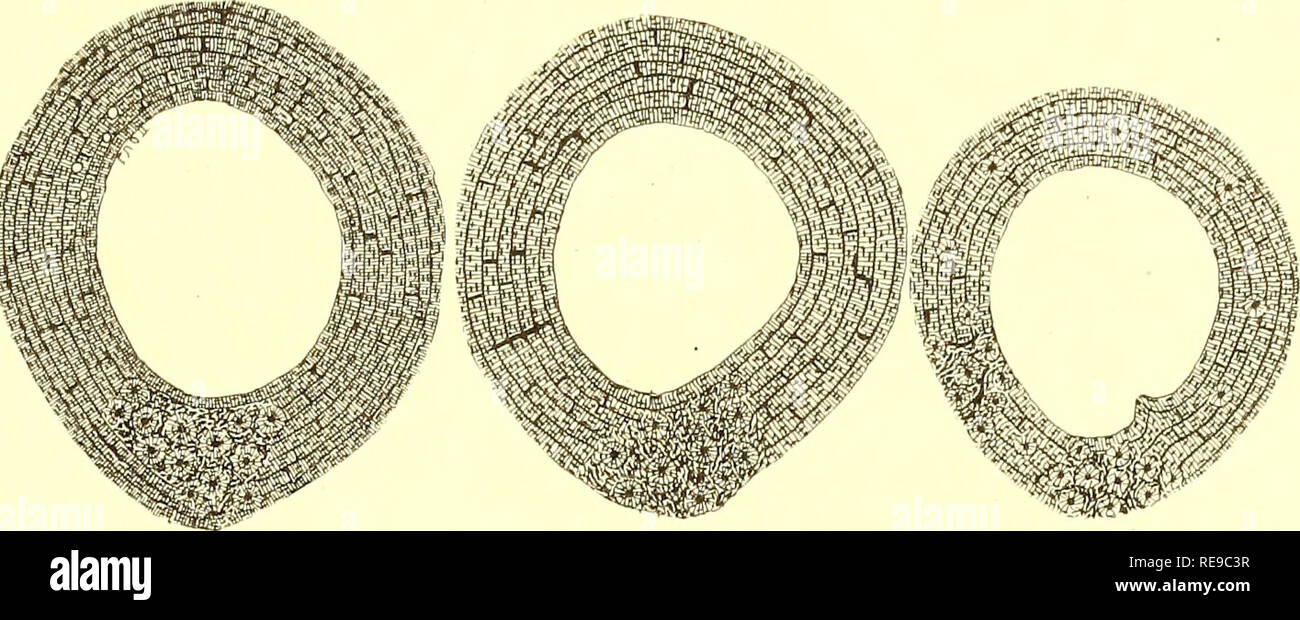 . A contribution to the comparative histology of the femur. Femur; Bone ...