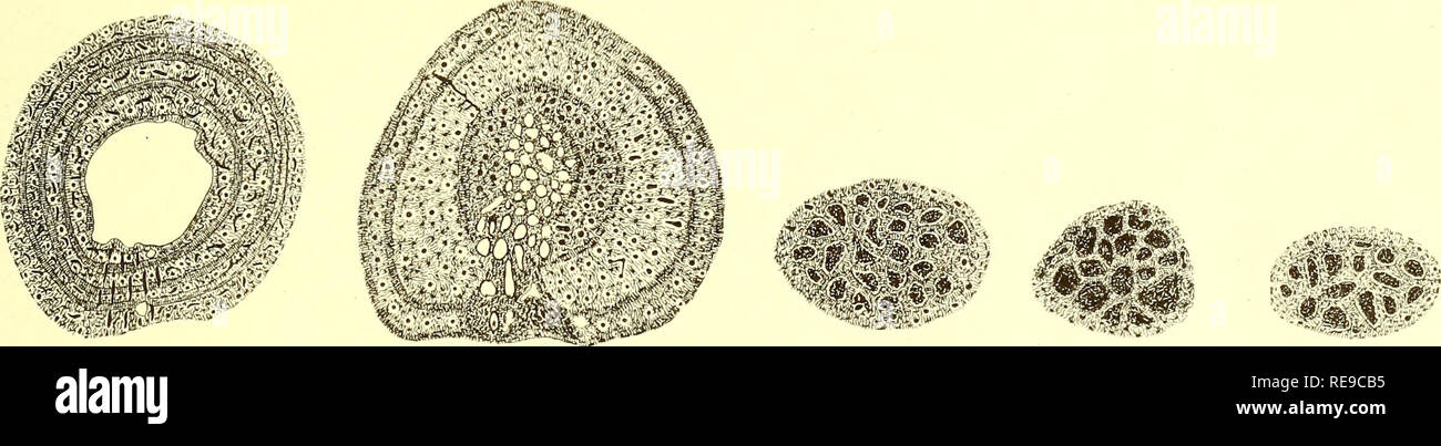 . A contribution to the comparative histology of the femur. Femur; Bone ...