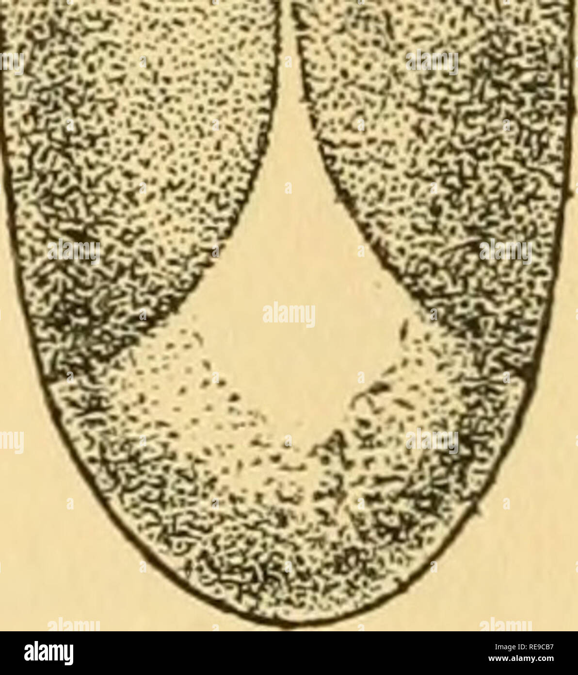 . A contribution to insect embryology. Insects. ini i^. 4, H.. V^ ' Fig ...