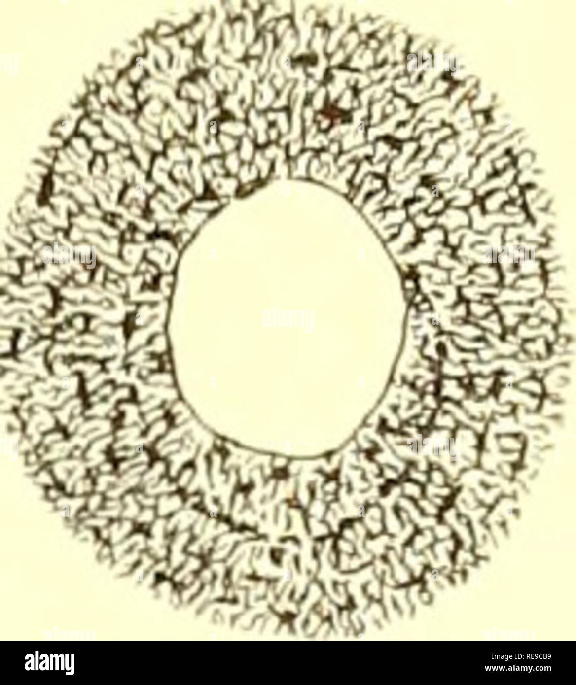. A contribution to the comparative histology of the femur. Femur; Bone ...