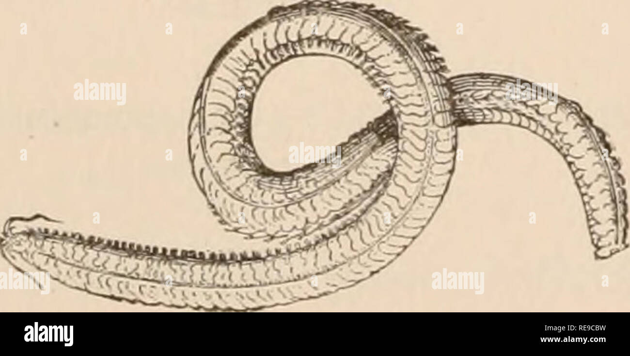 Amphinome hi-res stock photography and images - Alamy