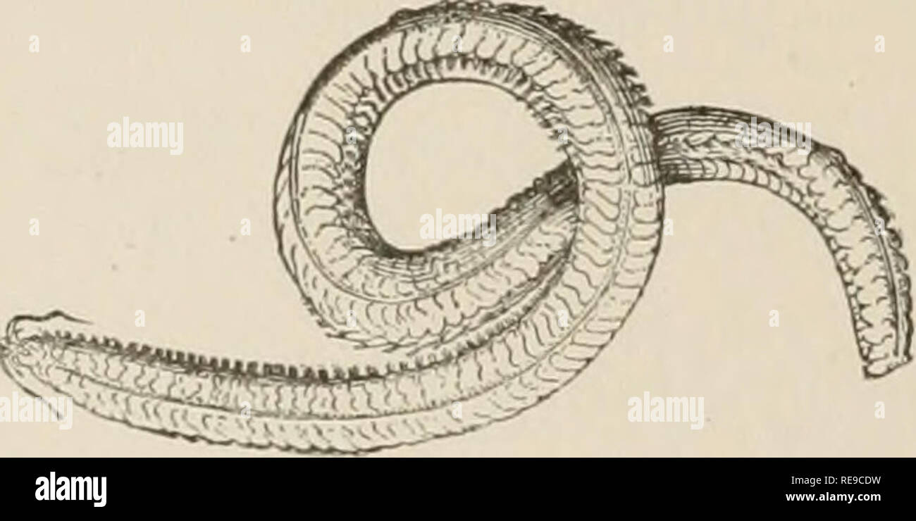 Cirratulidae hi-res stock photography and images - Alamy