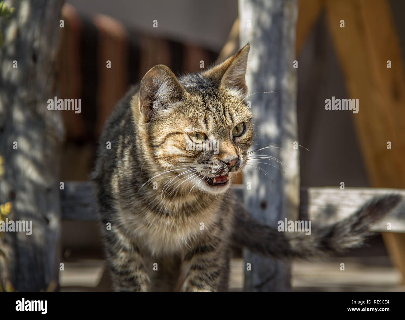 Angry cat domestic hi-res stock photography and images - Alamy