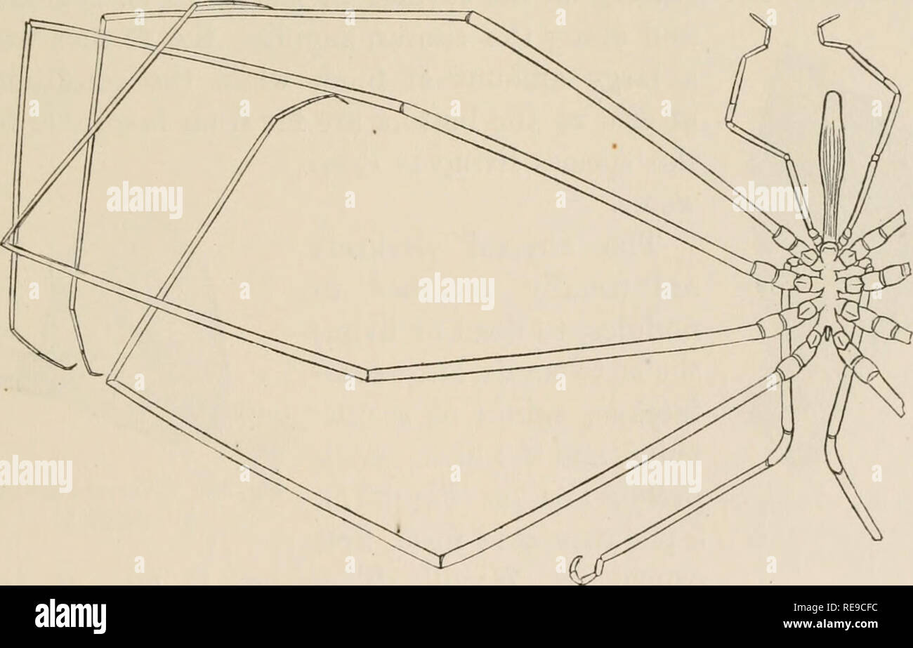 Colossendeis hi-res stock photography and images - Alamy