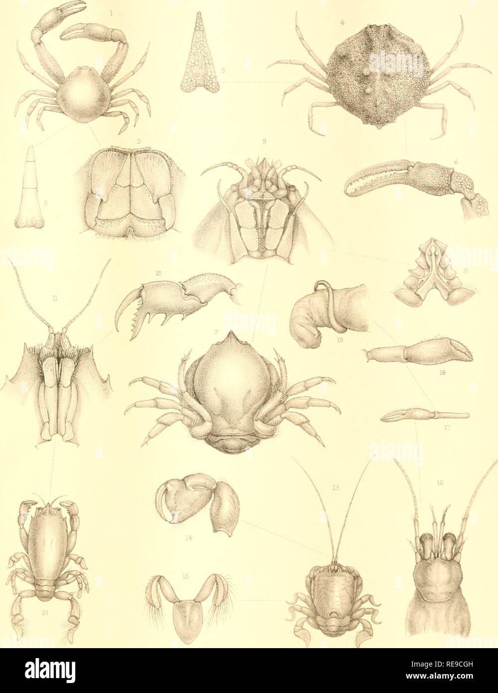 Carcinology hi-res stock photography and images - Alamy