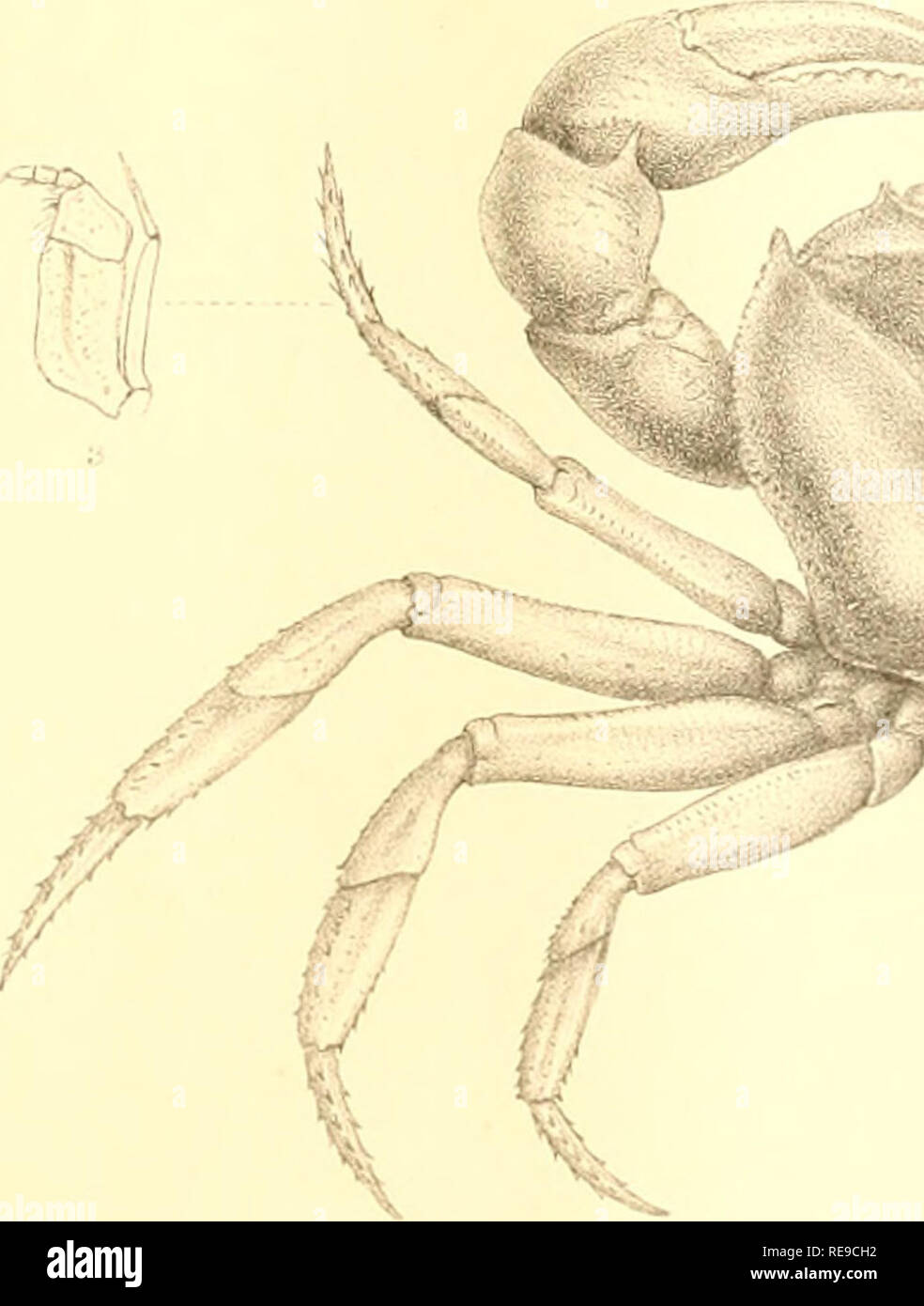 Carcinology hi-res stock photography and images - Alamy