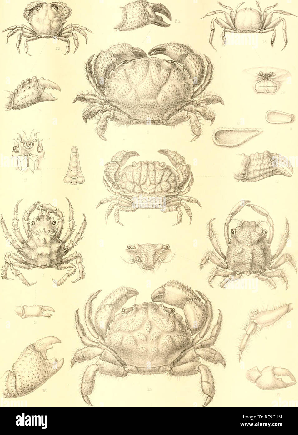 Carcinology hi-res stock photography and images - Alamy