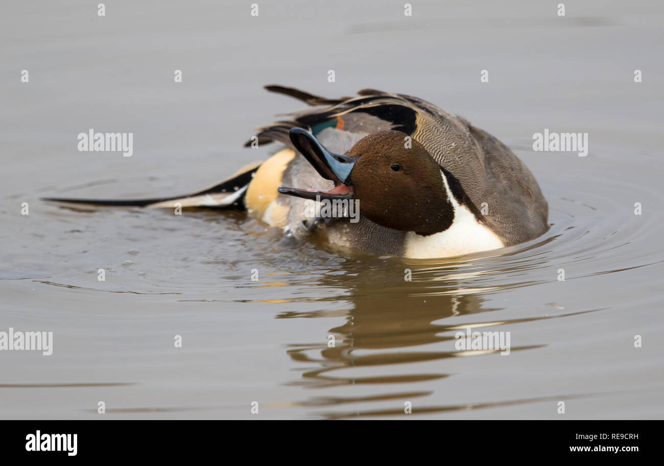 Drake Northern Pintail with beak wide open Stock Photo - Alamy
