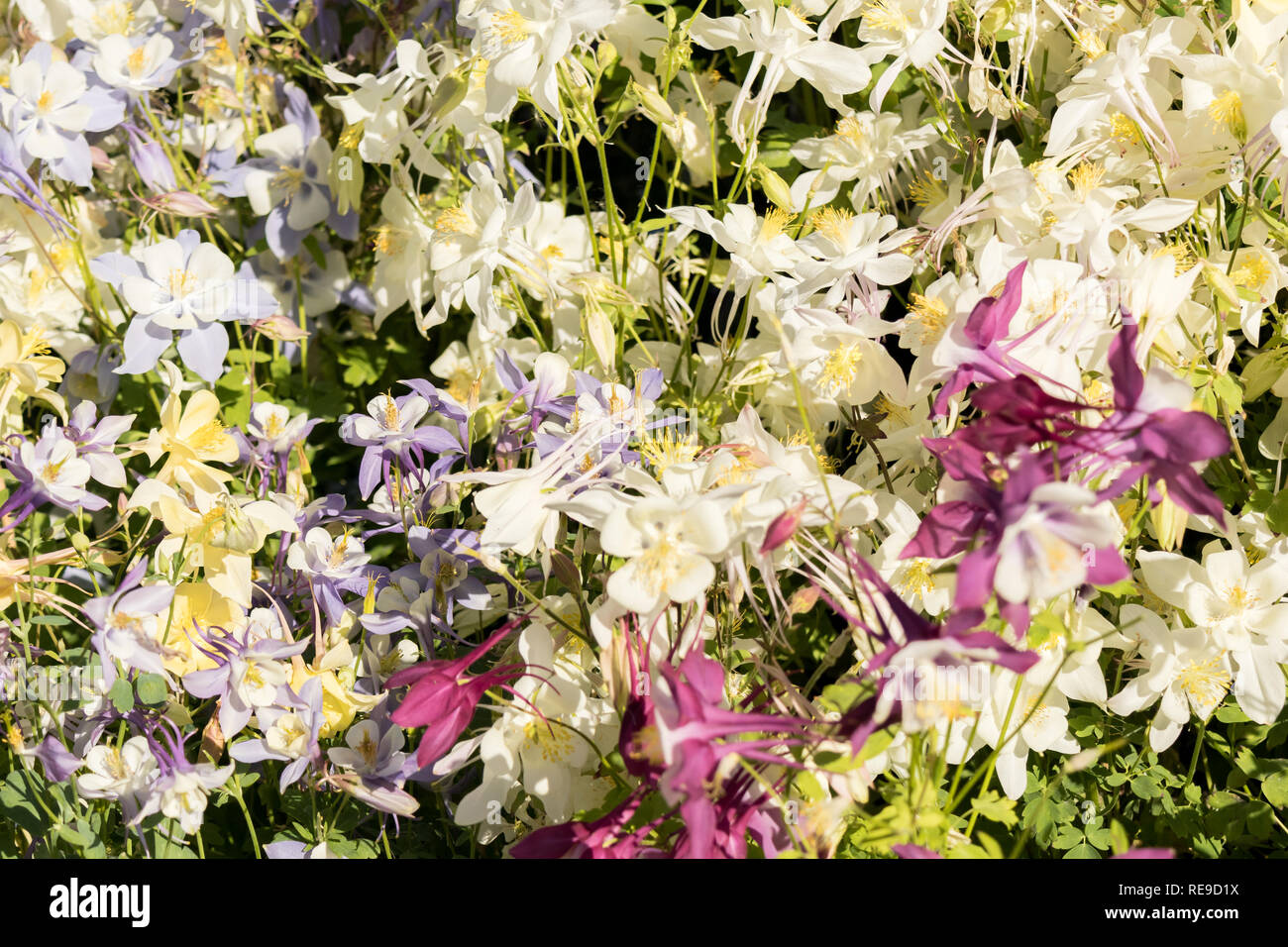 Columbine drops hi-res stock photography and images - Alamy